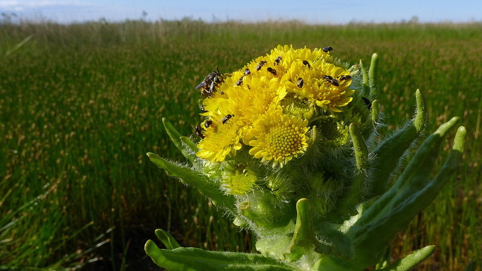 Marsh Fleawort from Kenora District, ON, Canada on July 8, 2011 at 07: ...