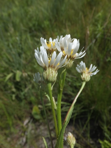 Afroaster comptonii · iNaturalist