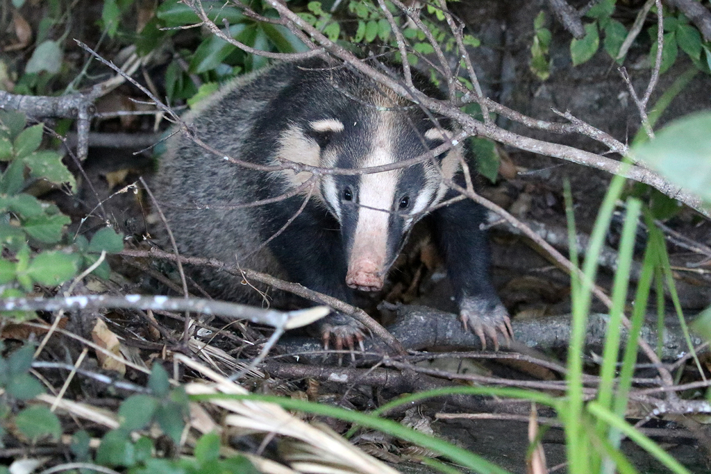 Hog Badgers (Arctonyx) - Know Your Mammals