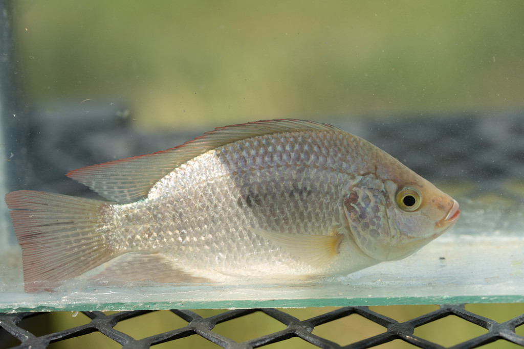 Three-spotted Tilapia (Oreochromis andersonii) - Marine Life Identification