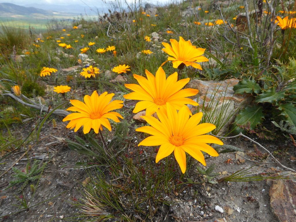 Treasure Flowers in September 2020 by Petra Broddle · iNaturalist