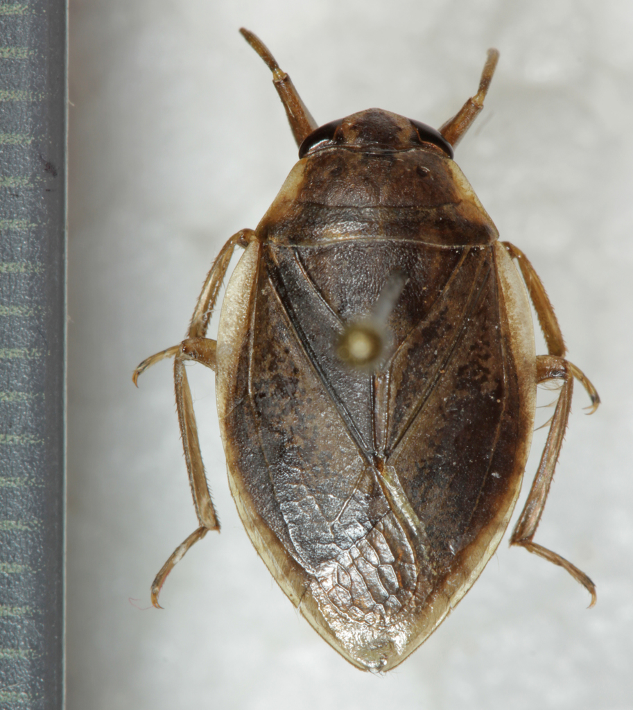 Elliptical Waterbugs from Roodevallei farm, South Africa on May 4, 2020 ...