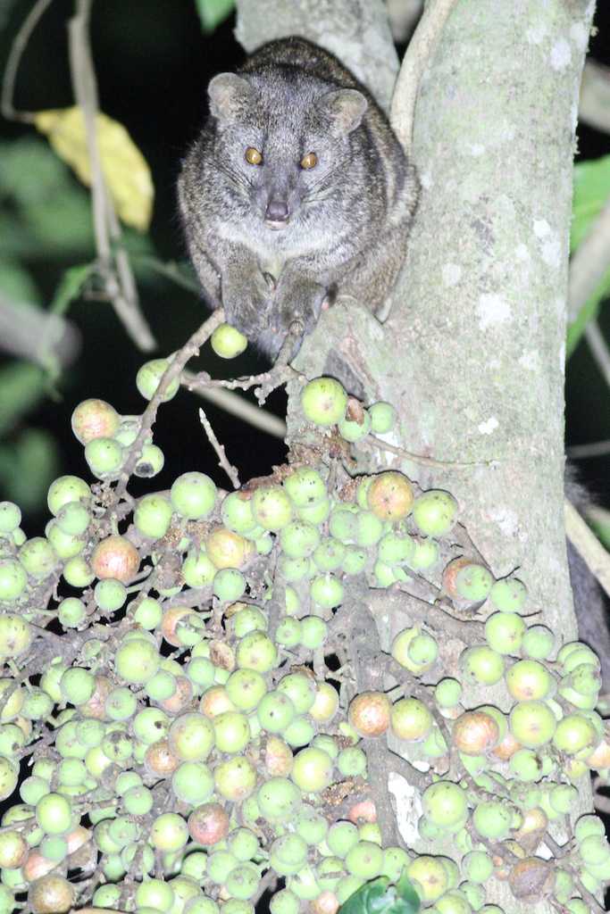 African Palm-civets (Nandiniidae) - Know Your Mammals