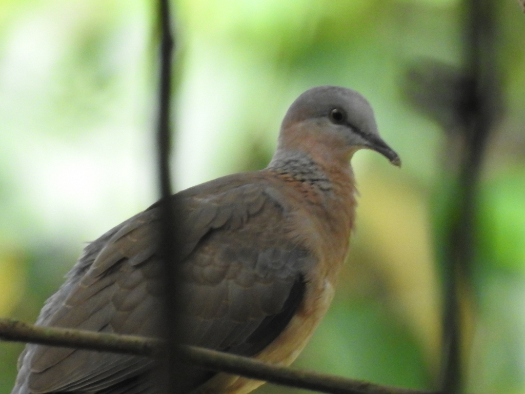 Spotted Dove from Tianhe, Guangzhou, Guangdong, China on August 7, 2017 ...