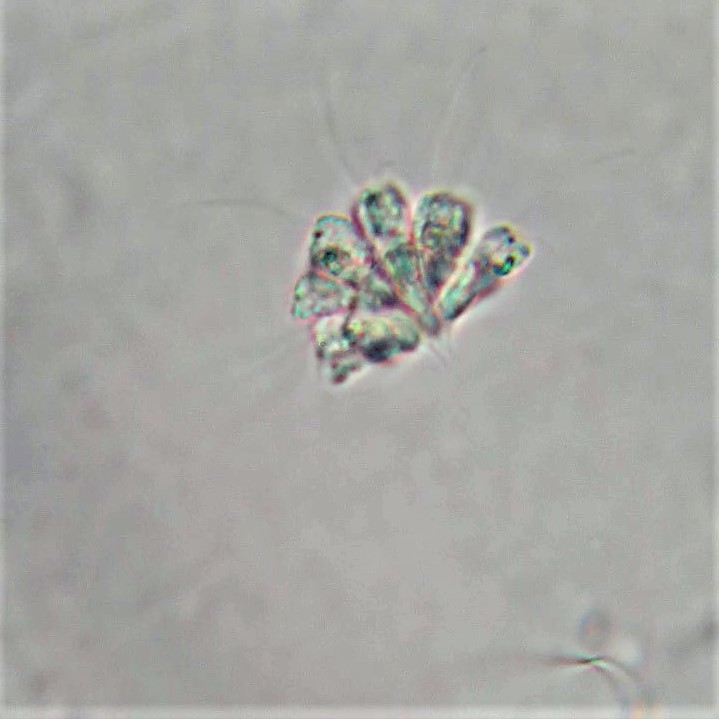 Anthophysa vegetans (O.F.Müller) Stein, 1878