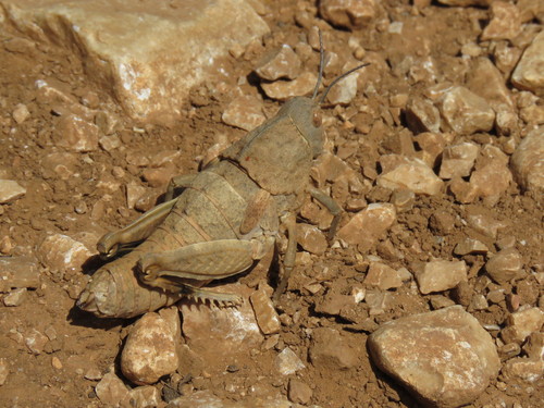 Prionotropis ancosae · iNaturalist Mexico
