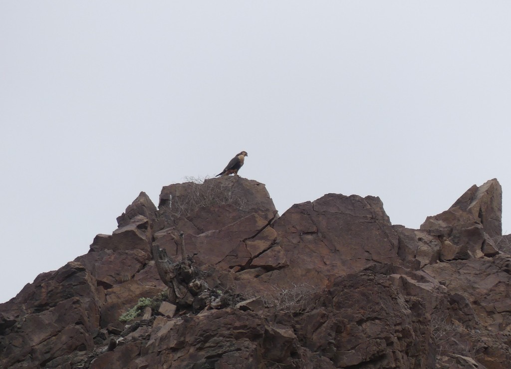 Aplomado Falcon from Antofagasta, Chile on December 8, 2020 at 01:15 PM ...