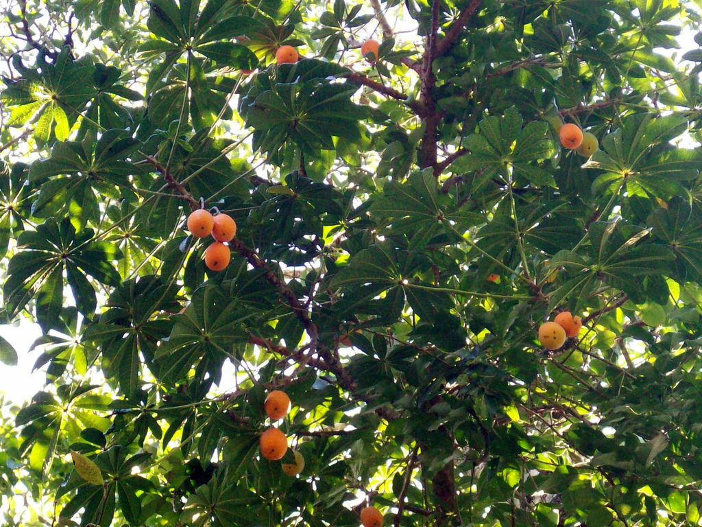 Wild Papaya (Jacaratia spinosa) - Botanical Realm