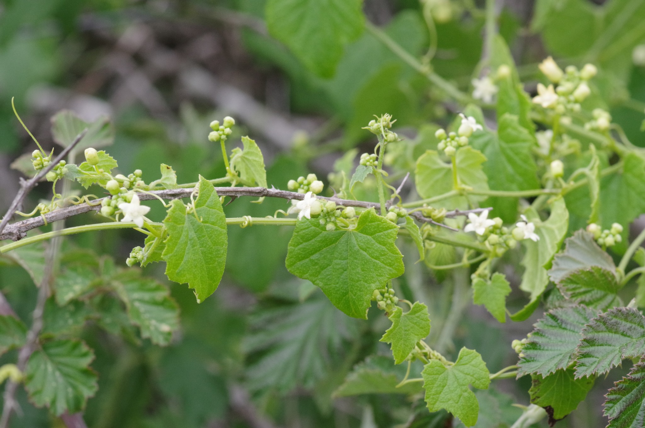 Zehneria scabra (L.fil.) Sond.