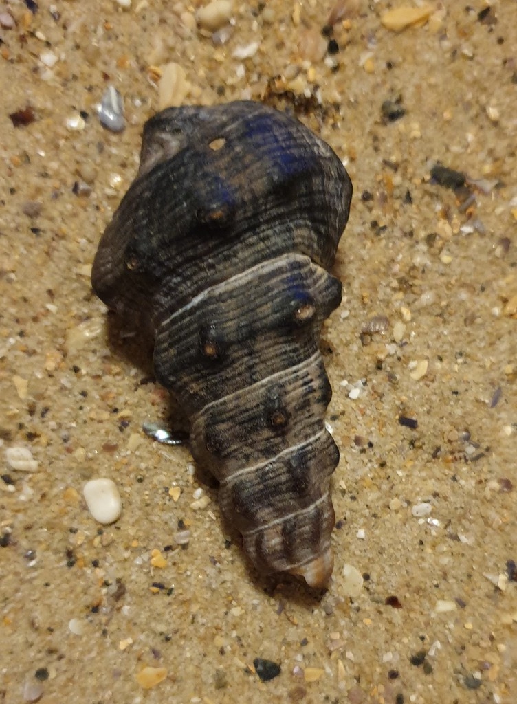 Hercules Club Mud Whelk from Sydney NSW, Australia on December 08, 2020 ...