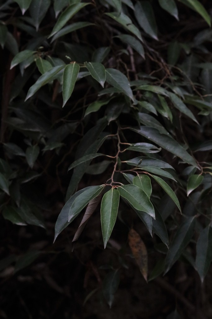 Cryptocarya rigida from Brooklana NSW 2450, Australia on December 09 ...