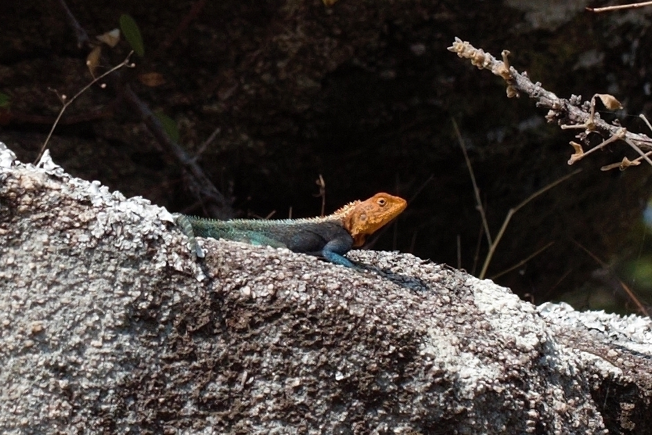 Kirk's Rock Agama from Tsindi Ruins, Marondera on September 24, 2017 at ...
