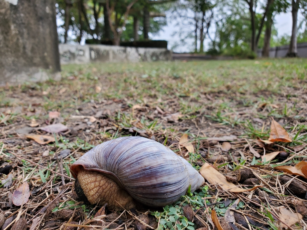 Giant Blonde Snail from 709台灣台南市安南區長安里 on December 10, 2020 at 07:57 AM ...