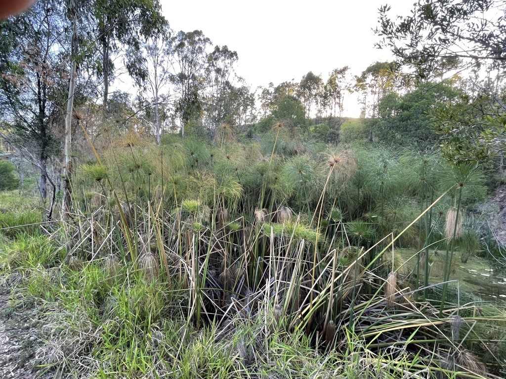 Papyrus sedge from 82 Top Yard Rd, Wamuran Basin QLD 4512, Australia on ...