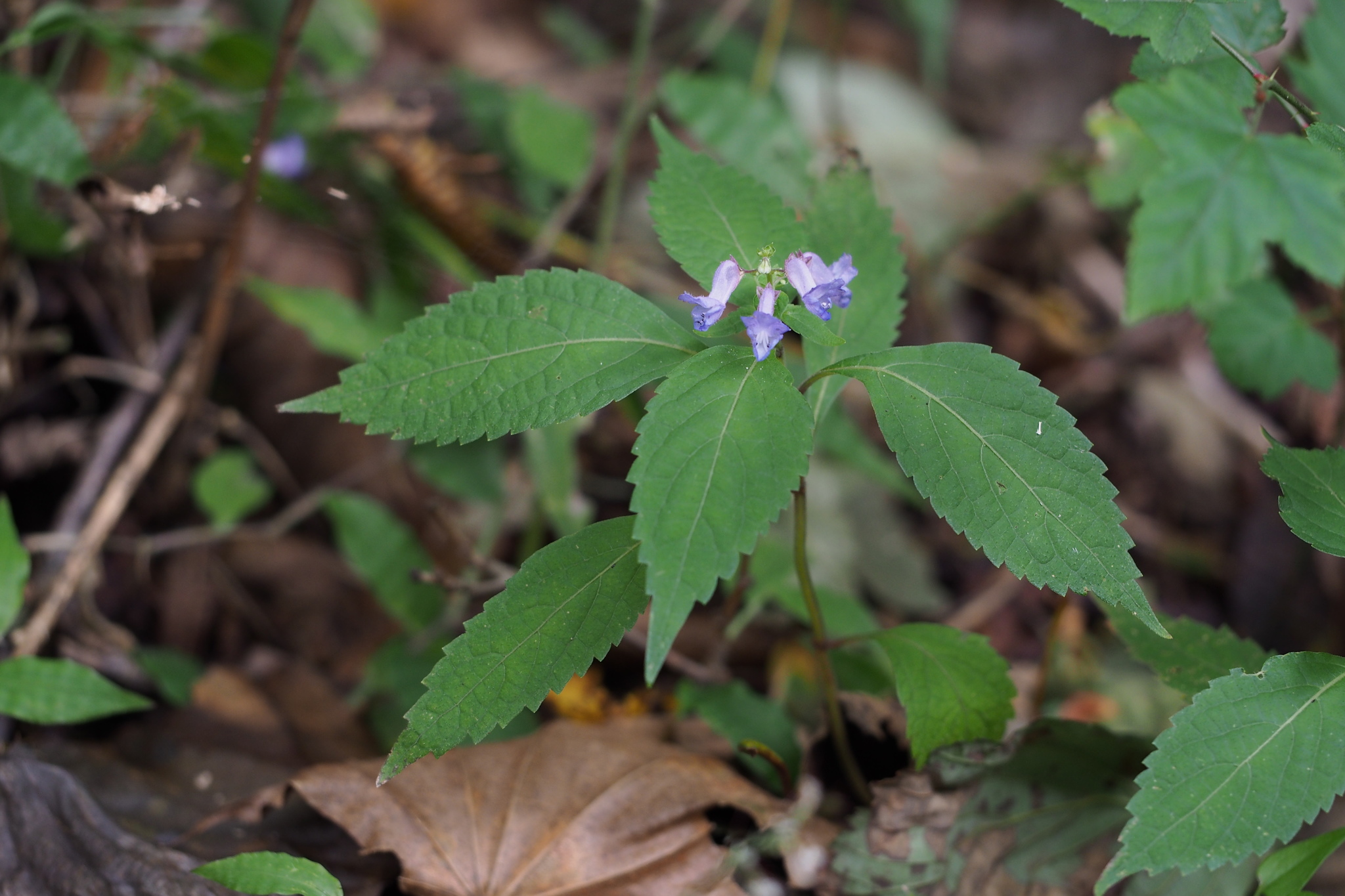 Isodon effusus (Maxim.) H.Hara