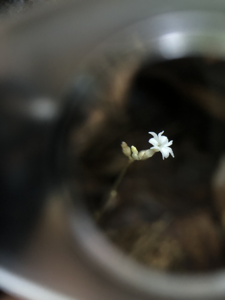 Gymnosiphon sphaerocarpus from el verde field station on December 9 ...