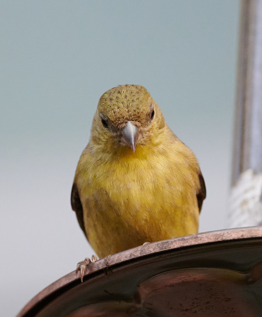 Lesser × American Goldfinch in December 2020 by Tony Iwane · iNaturalist