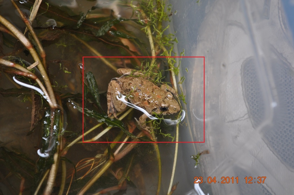 Rice field frog from 中国河南省郑州市新郑市 on April 23, 2011 at 12:37 PM by ...