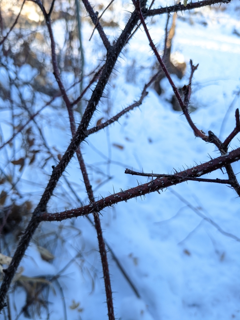 Prickly Wild Rose from Whitemud Creek Ravine South, Edmonton, AB ...