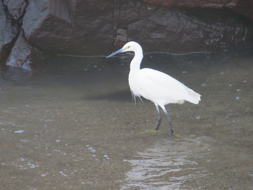 Little Egret from Hiraisocho, Hitachinaka, Ibaraki 311-1203, Japan on ...