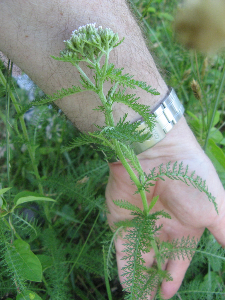 common yarrow from Chillum, MD, USA on May 26, 2013 at 05:31 AM by ...