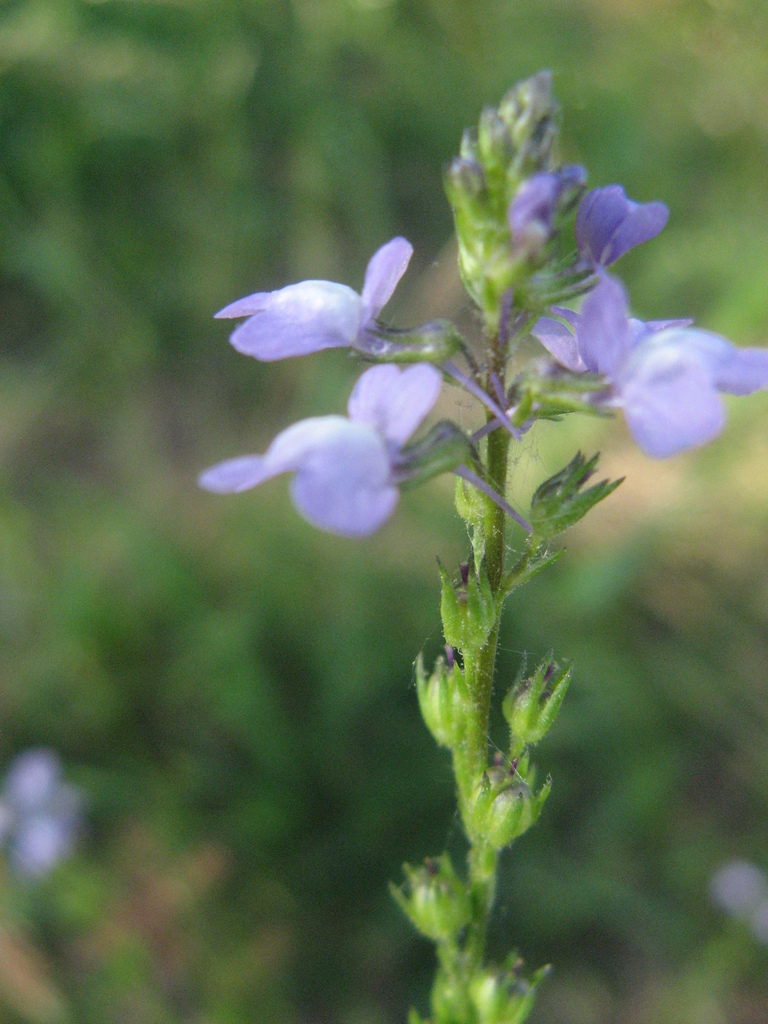 blue toadflax from Chillum, MD, USA on May 26, 2013 at 05:34 AM by ...