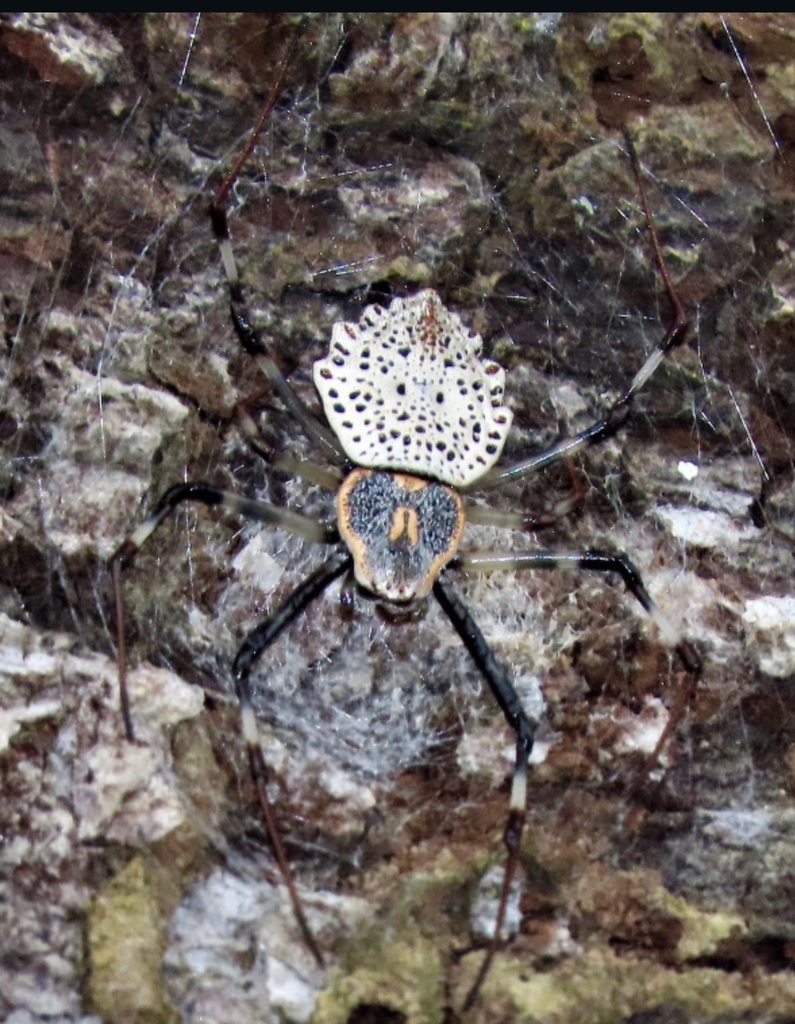Ornamental Tree Trunk Spider from Upper Seletar Reservoir on December ...