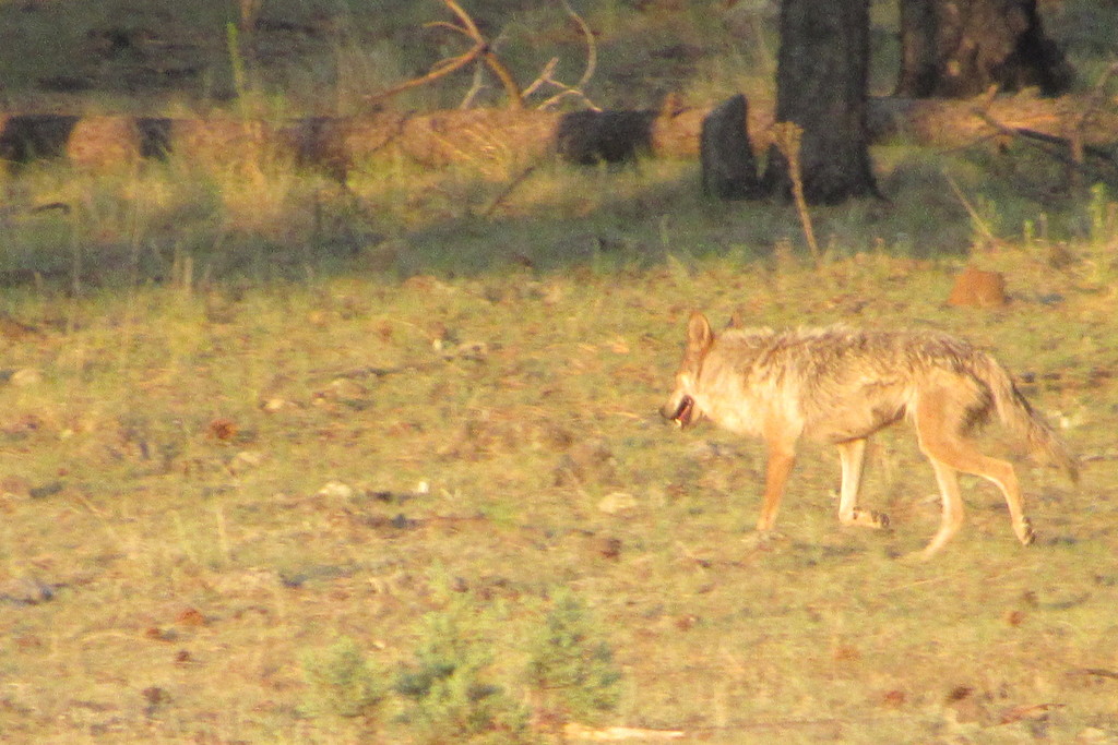 Mexican Wolf in June 2020 by Brian Long · iNaturalist