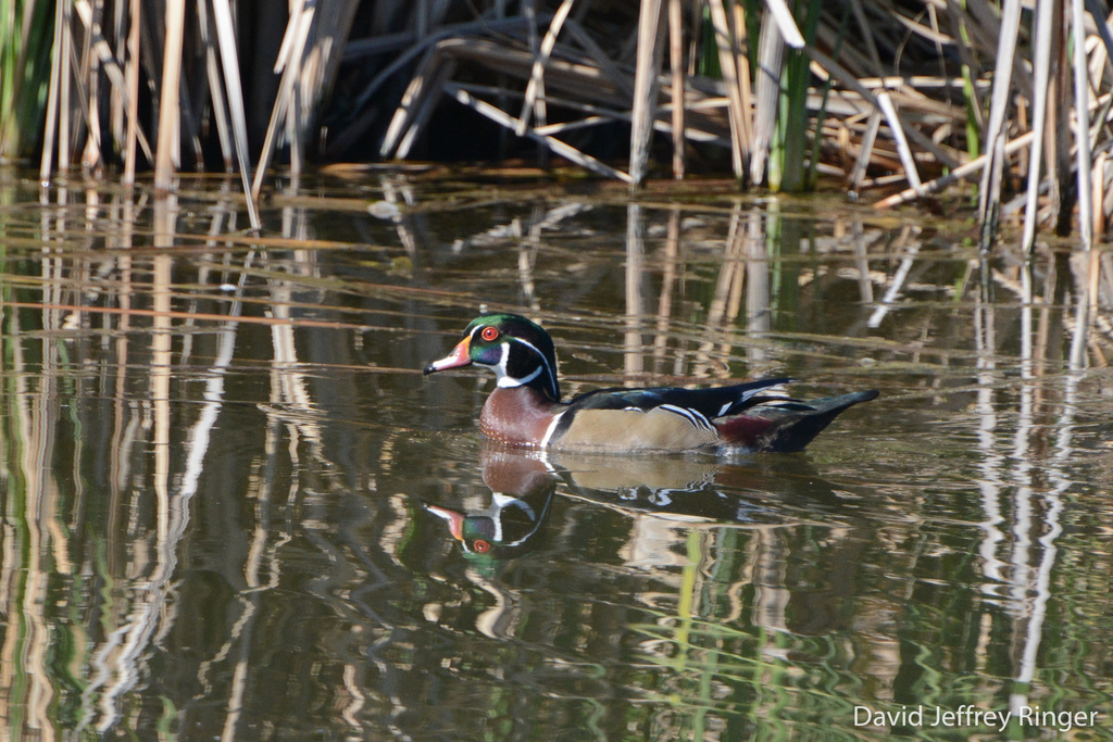 Wood Duck from Cameron, Texas, United States on December 9, 2020 at 12: ...