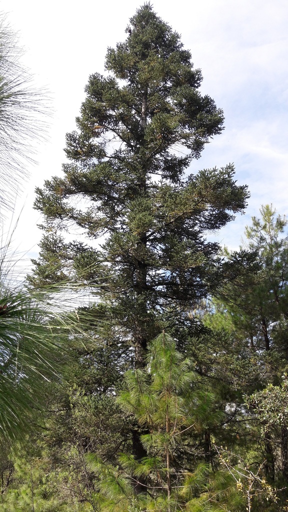 sacred fir from Paracho, Mich., México on September 14, 2020 at 11:06 ...