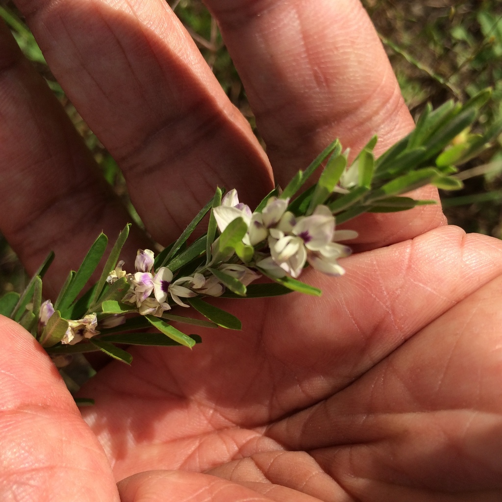 Chinese bushclover (Invasive Plants of Maryland) · iNaturalist