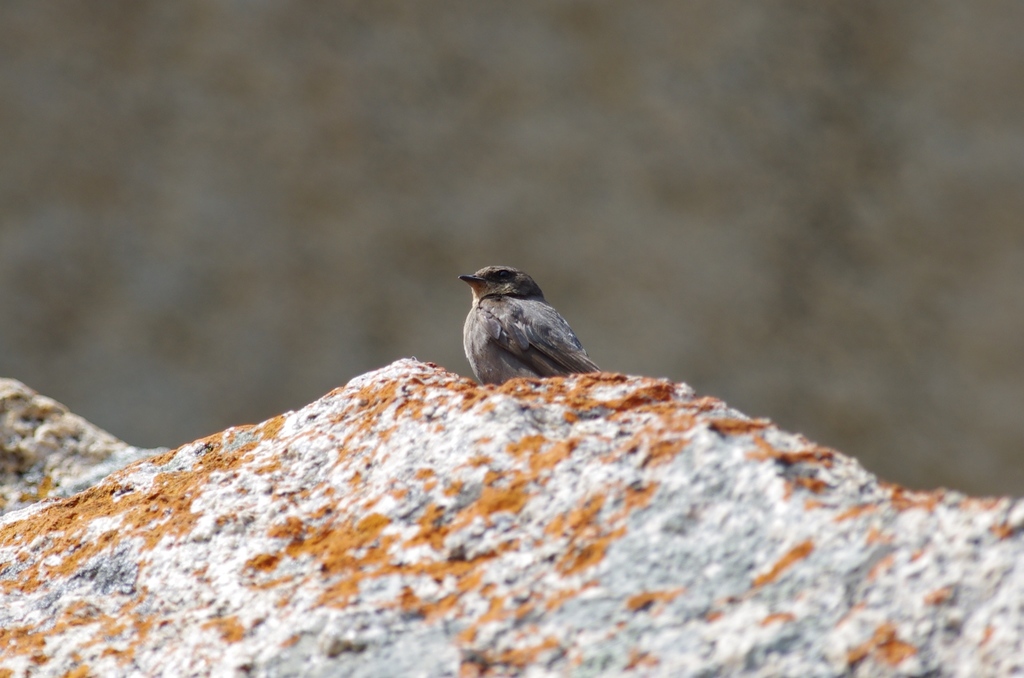 Red-throated Crag-Martin from Tsindi ruins, Zimbabwe on September 24 ...