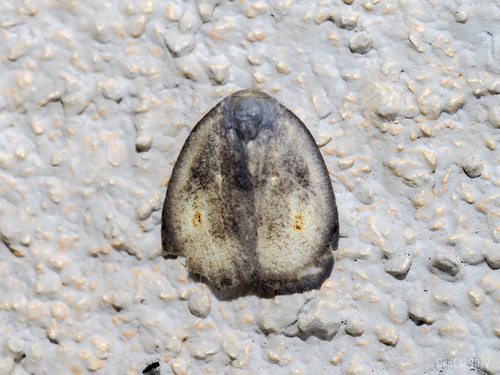 Hemonia rotundata · iNaturalist