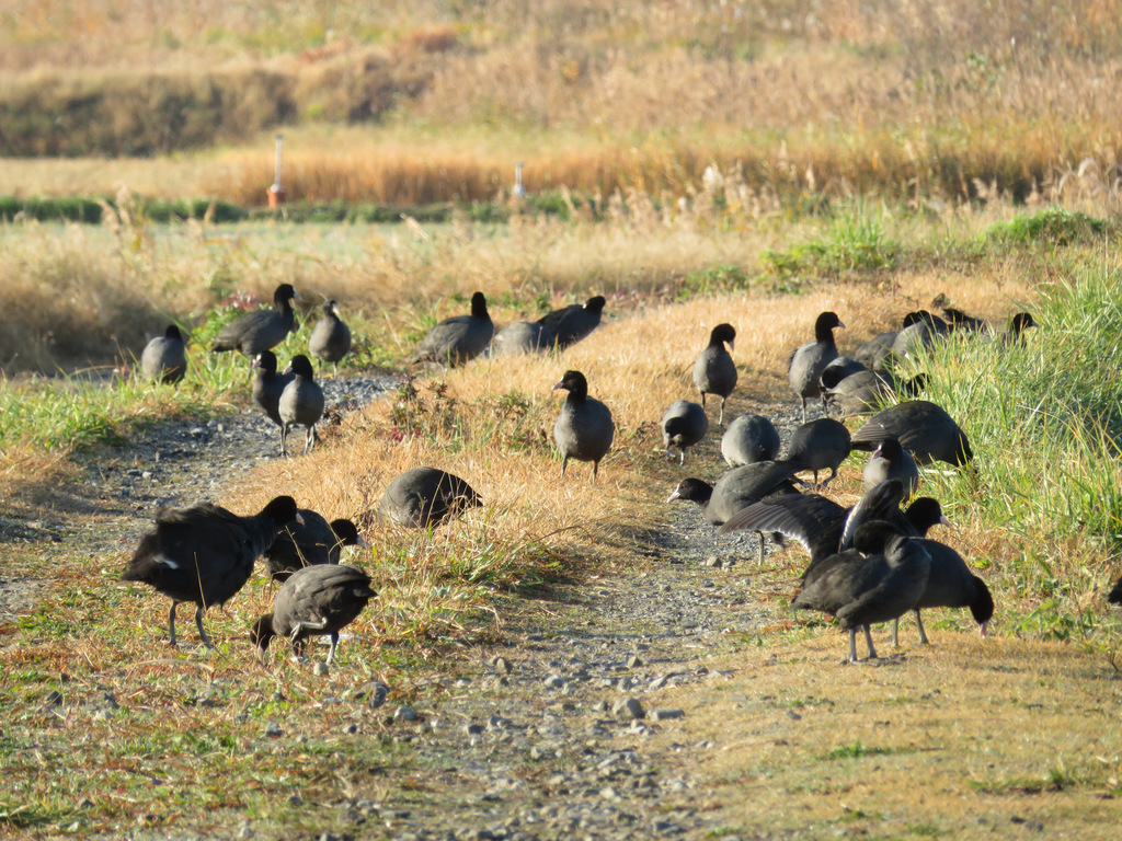 Eurasian Coot from Kamiyamacho, Oarai, Higashiibaraki District, Ibaraki ...