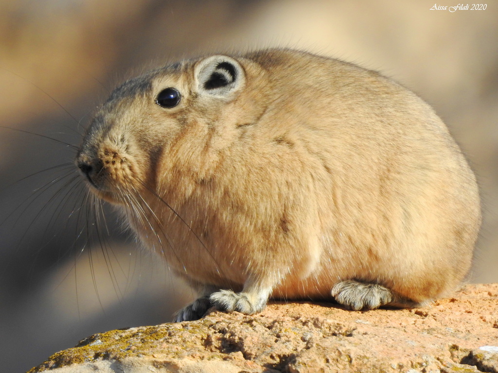 Gundis (Ctenodactylidae) - Know Your Mammals