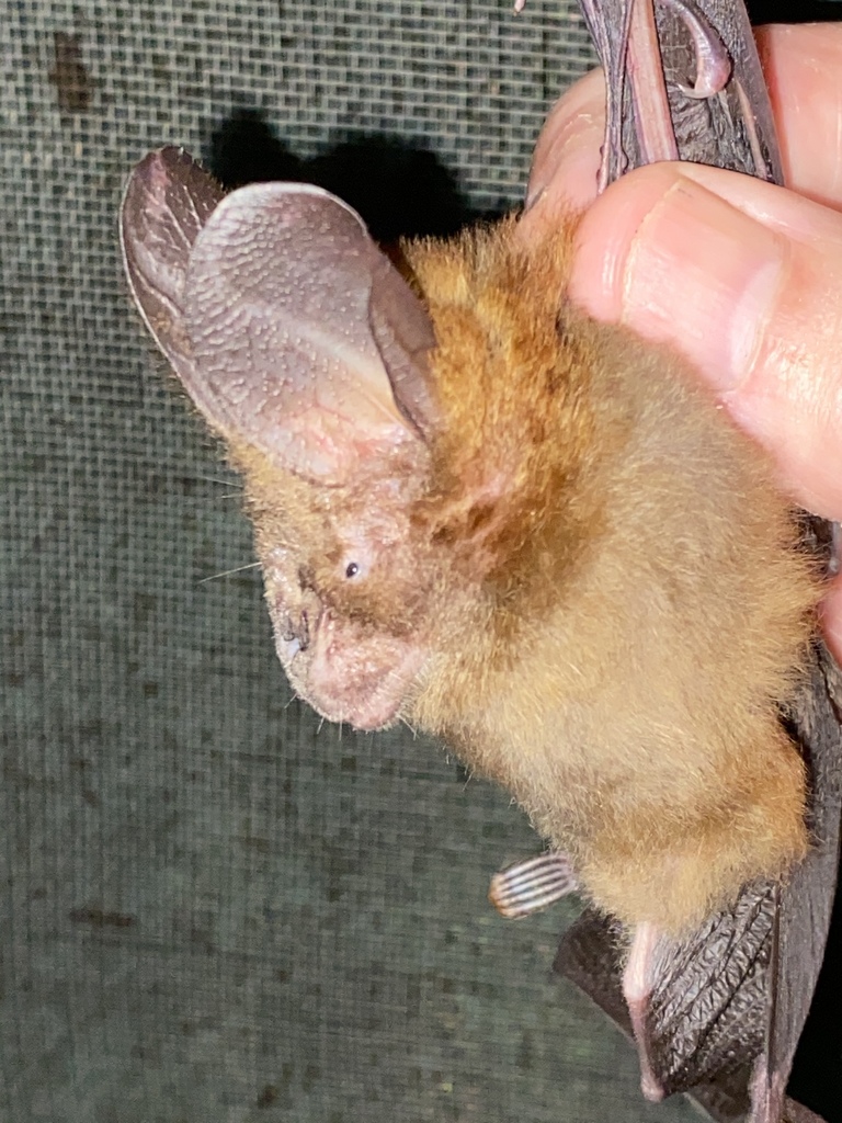 Slit-faced Bats (Nycteridae) - Know Your Mammals