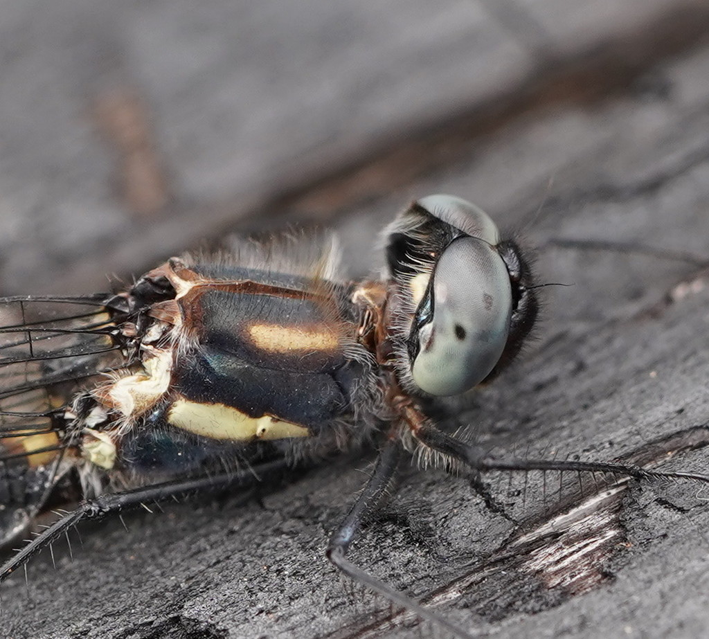 Mountain Shutwing from Hard To Seek Creek, Wingan River VIC 3891 ...