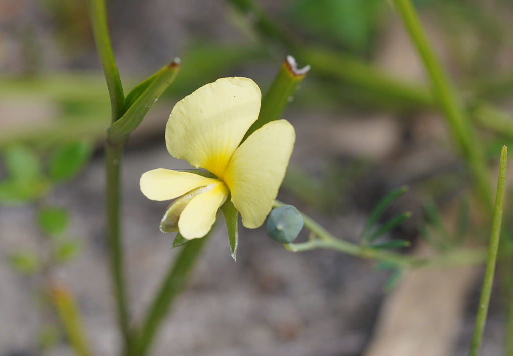 Common Wedge-pea (Budawang Coast plant species Part 2 (F-R)) · iNaturalist