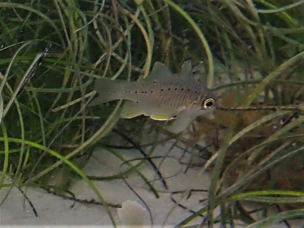 Western Gobbleguts (Ostorhinchus rueppellii) - Marine Life Identification