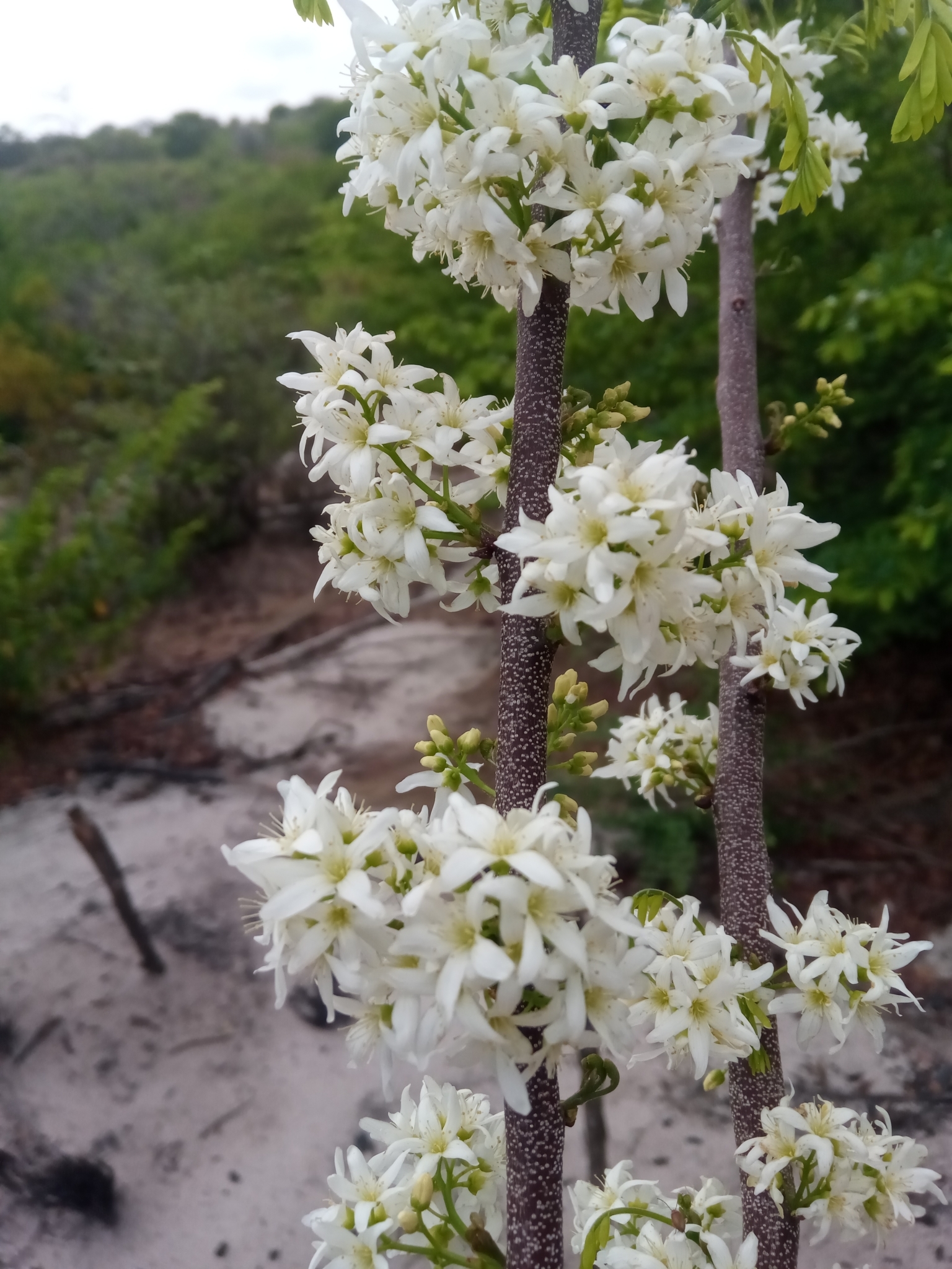 Rourea orientalis Baill.
