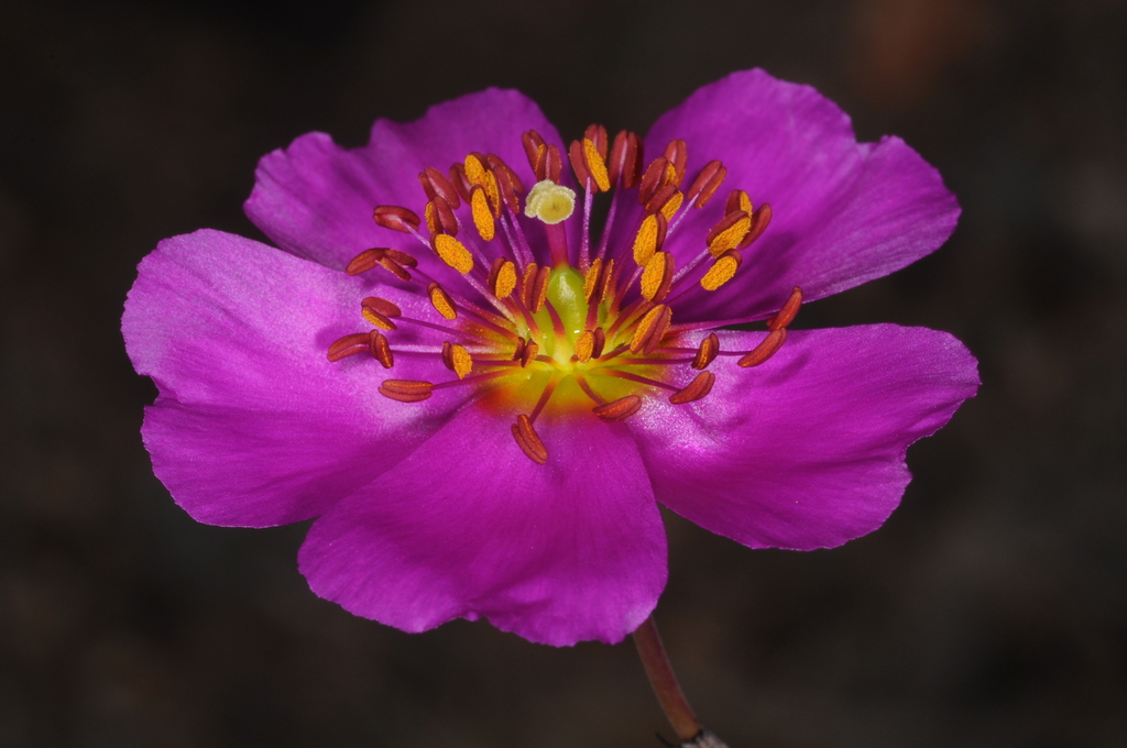 (Cistanthe longiscapa) - Botanical Realm