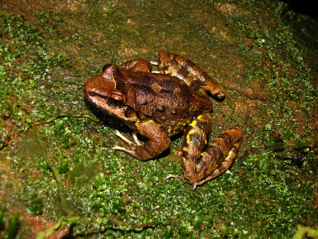 Thoropa miliaris from Parque Estadual da Serra do Brigadeiro, próximo à ...