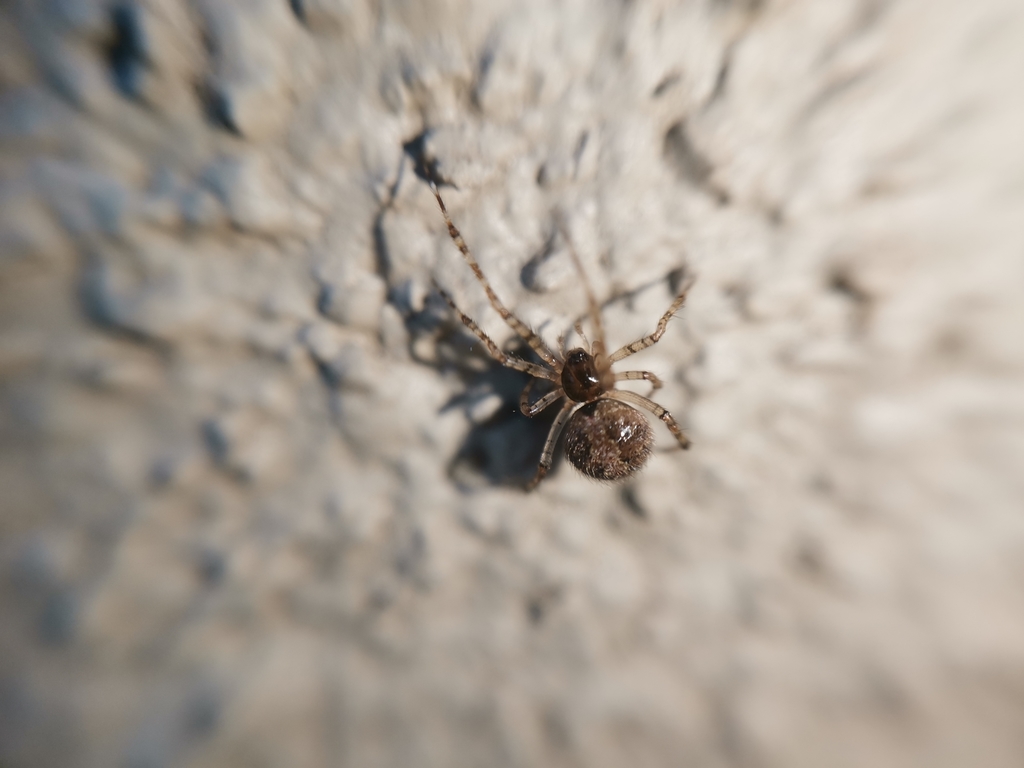 Typical Cobweb Spiders from Temuco, Araucanía, Chile on December 9 ...
