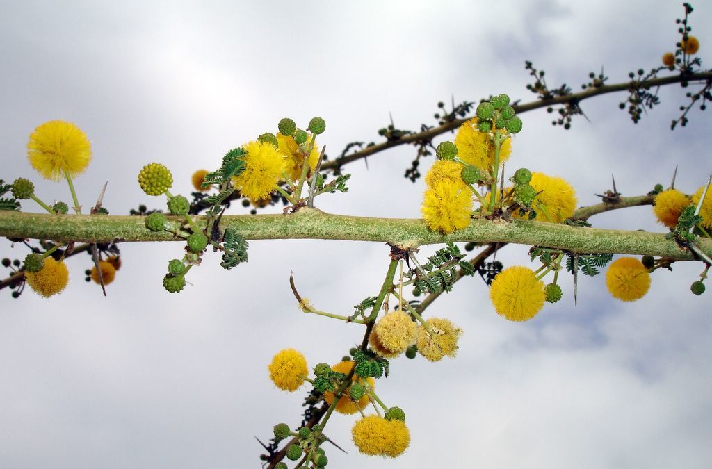 wattles (Acacia) - Botanical Realm