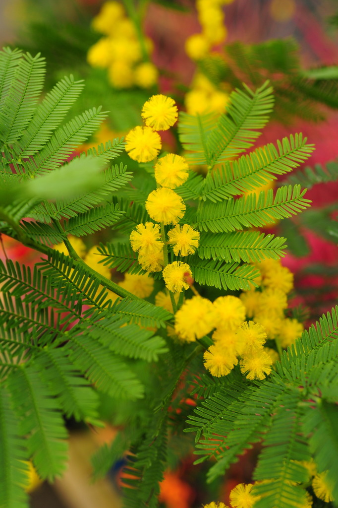wattles (Acacia) - Botanical Realm