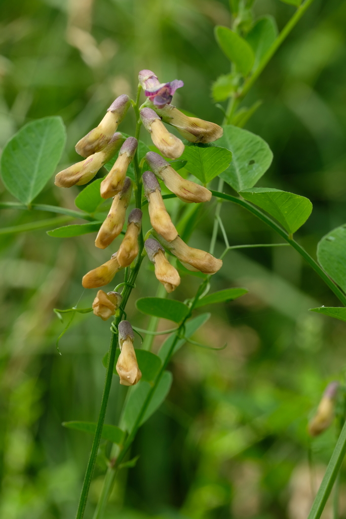 Vetches (Vicia) - Botanical Realm