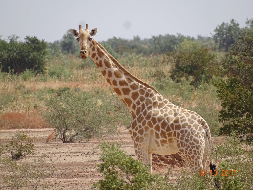 West African Giraffe (Giraffa camelopardalis peralta) - Know Your Mammals