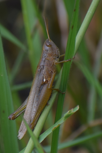 Oxya fuscovittata · iNaturalist