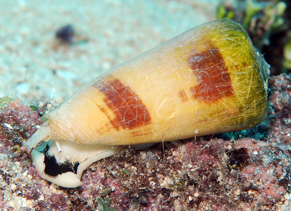 Conus kwajaleinensis from Kwajalein Atoll, RMI, South Loi sandspit on ...
