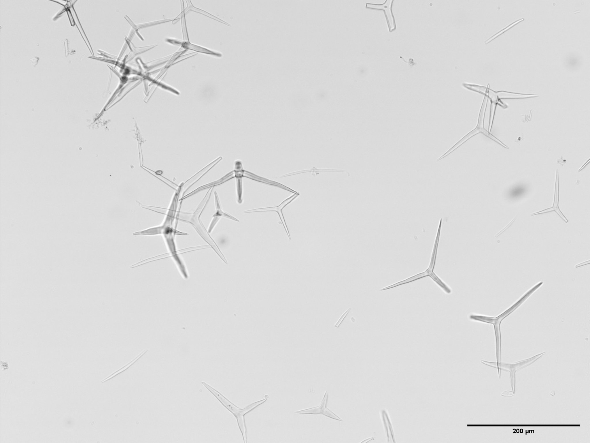 Spicules Slide